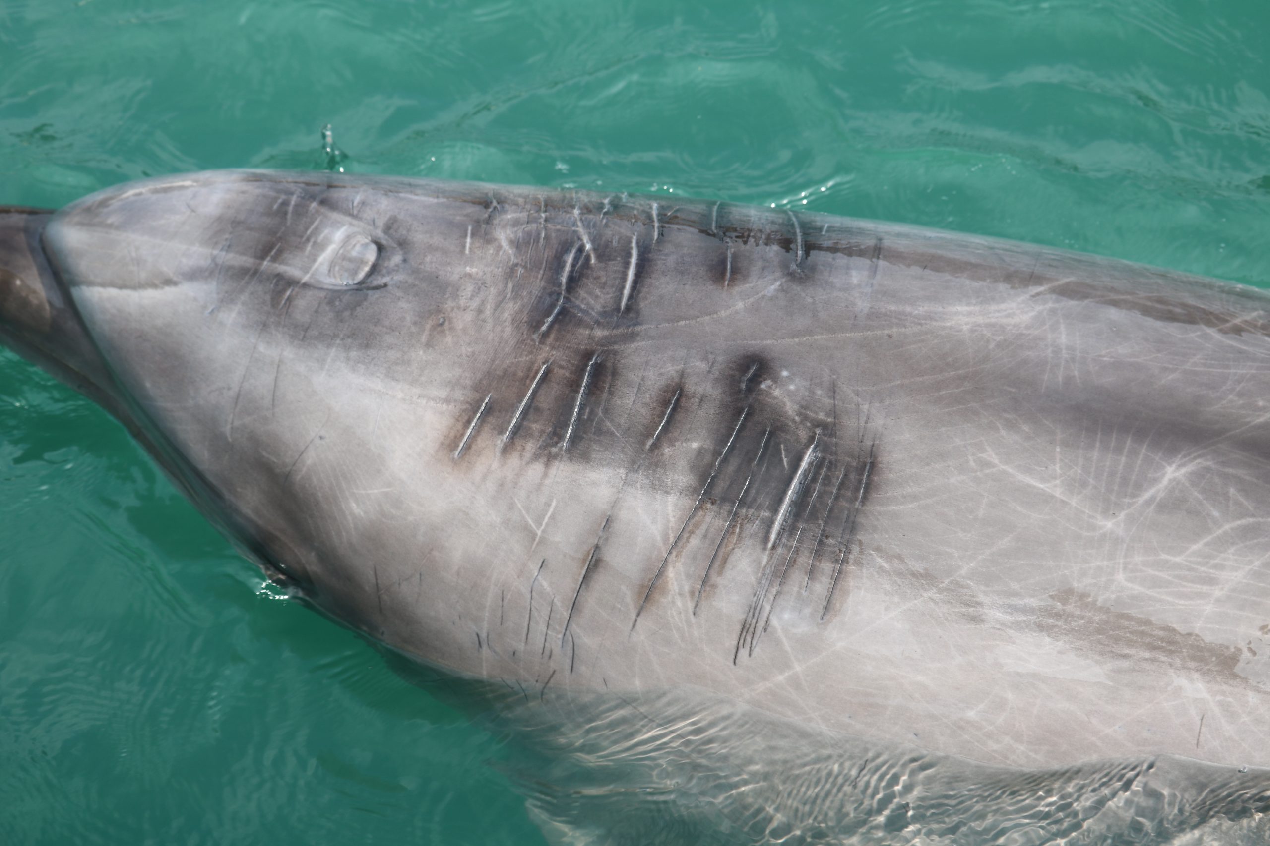 A Life Sentence Marine Animals In Captivity Editorial Farm Transparency Project a-life-sentence-marine-animals-in-captivity-editorial-farm-transparency-project